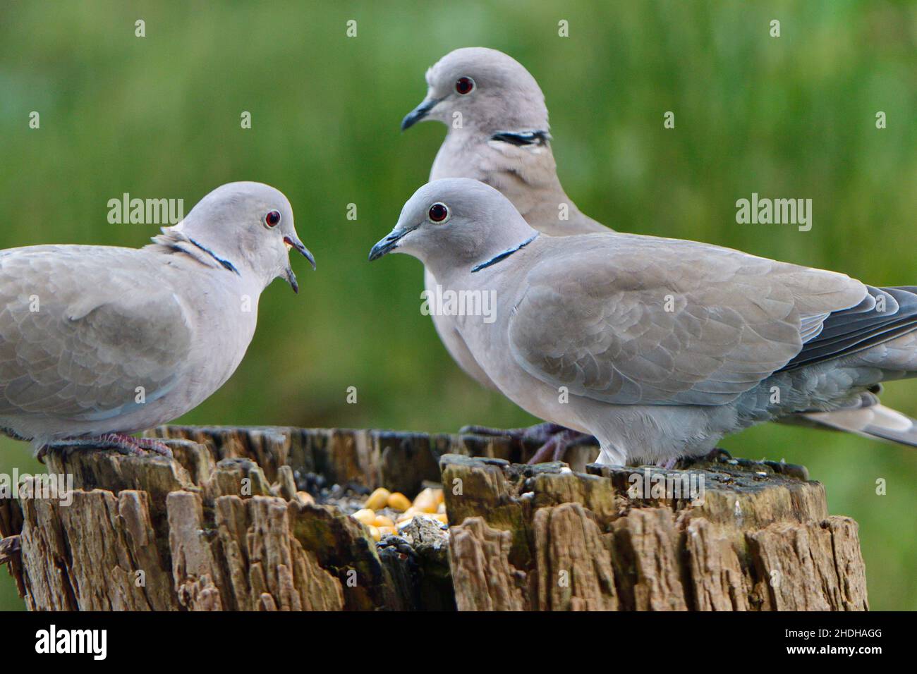 dove, turks deaf, doves Stock Photo - Alamy