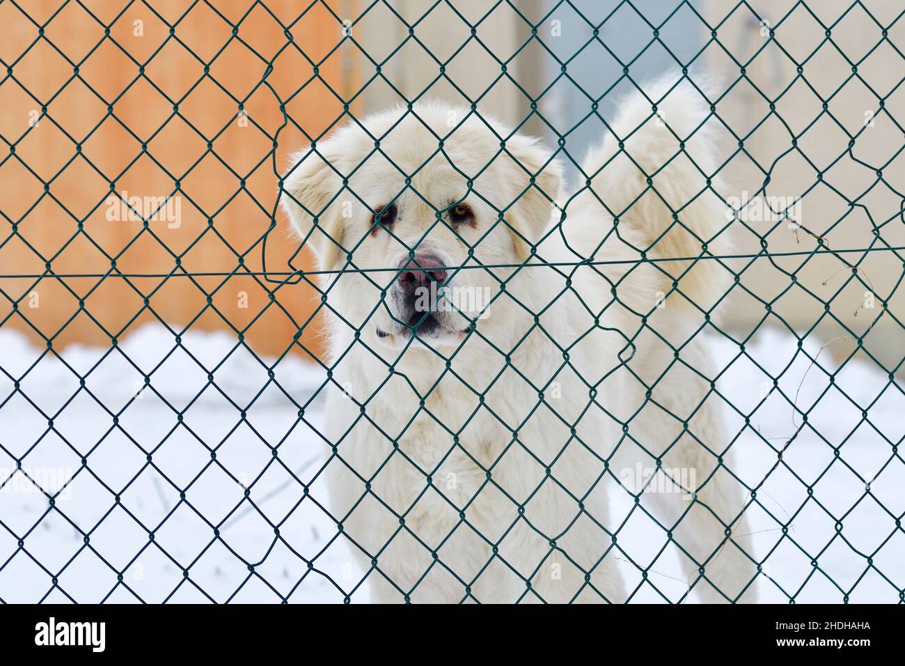 guard dog, pyrenean mountain dog, guard dogs Stock Photo - Alamy