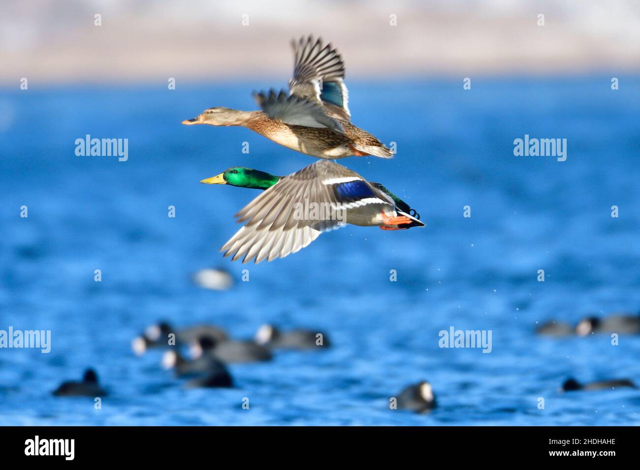 Two duck couples hi-res stock photography and images - Alamy