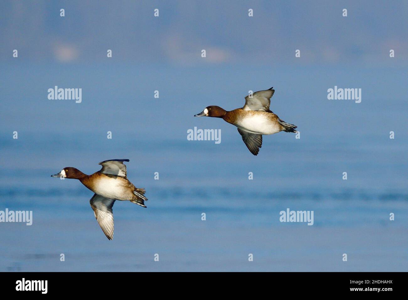 Scaup ducks flying hi-res stock photography and images - Alamy
