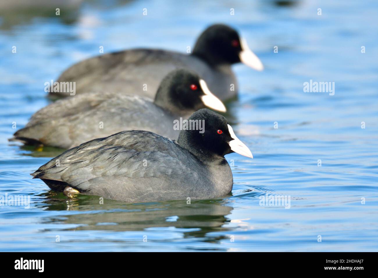 3 coots hi-res stock photography and images - Alamy