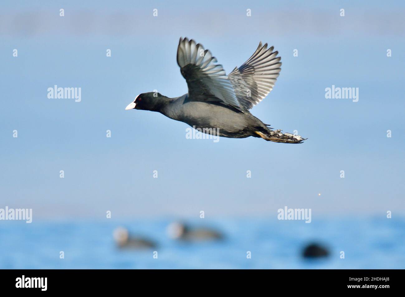 Flying coots hi-res stock photography and images - Alamy