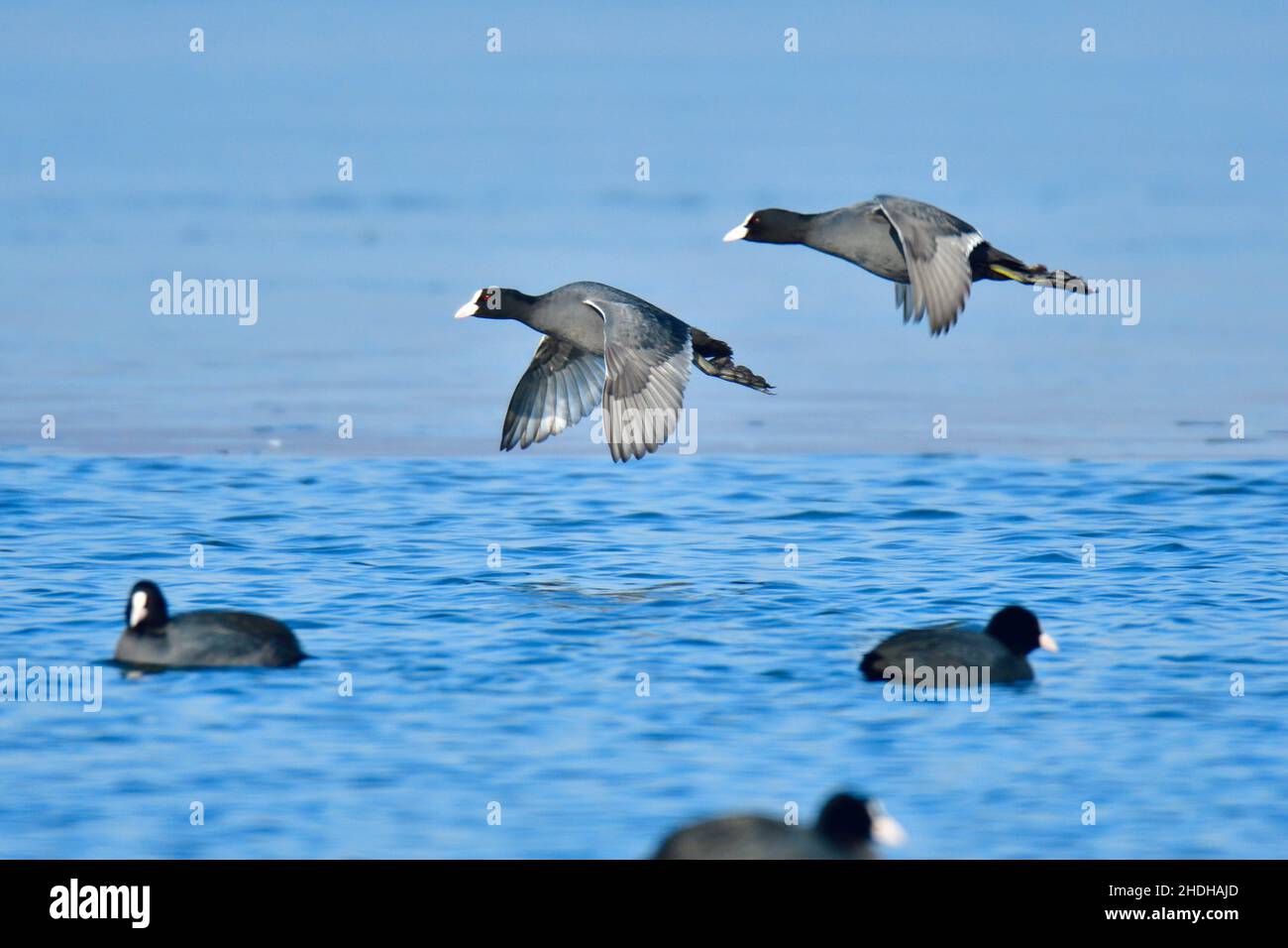 flying, coot, fly, to fly, coots Stock Photo - Alamy