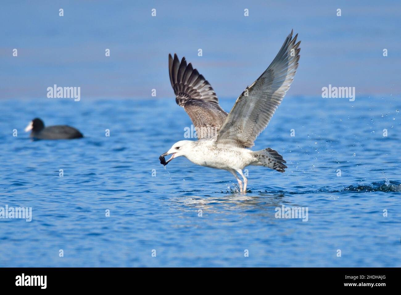 foraging, prey, mediterranean seagull Stock Photo - Alamy