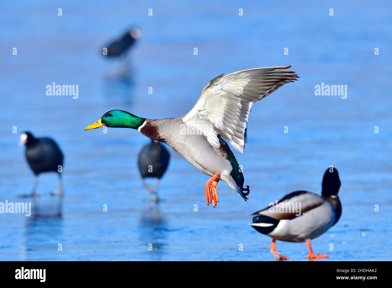 duck, mallard duck, ducks, mallard ducks Stock Photo - Alamy