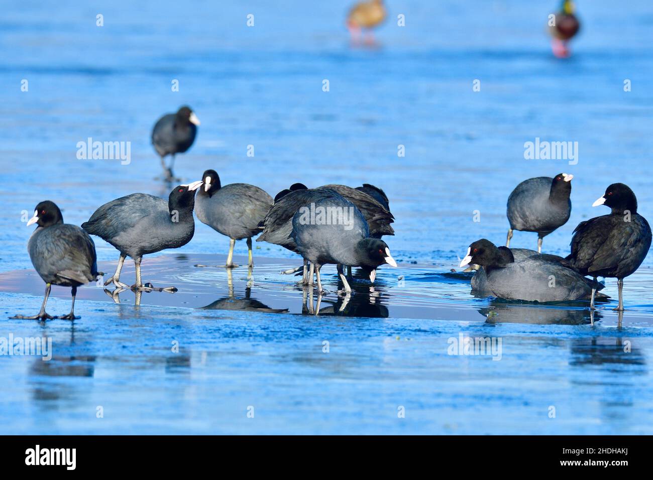 Group coots swimming in hi-res stock photography and images - Alamy