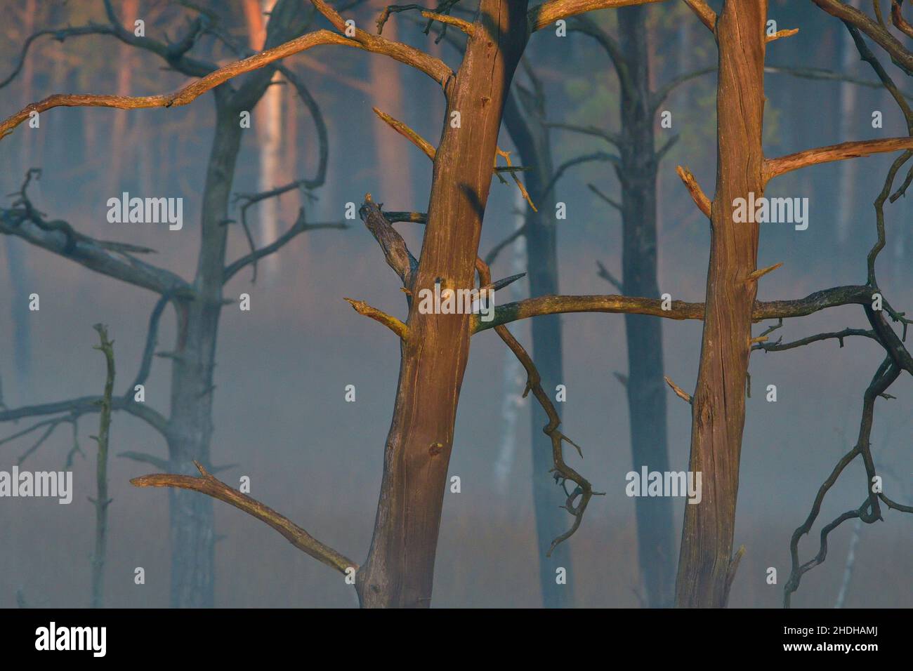 morning fog, marshes, dubringer moor, morning fogs, dubringer moors ...