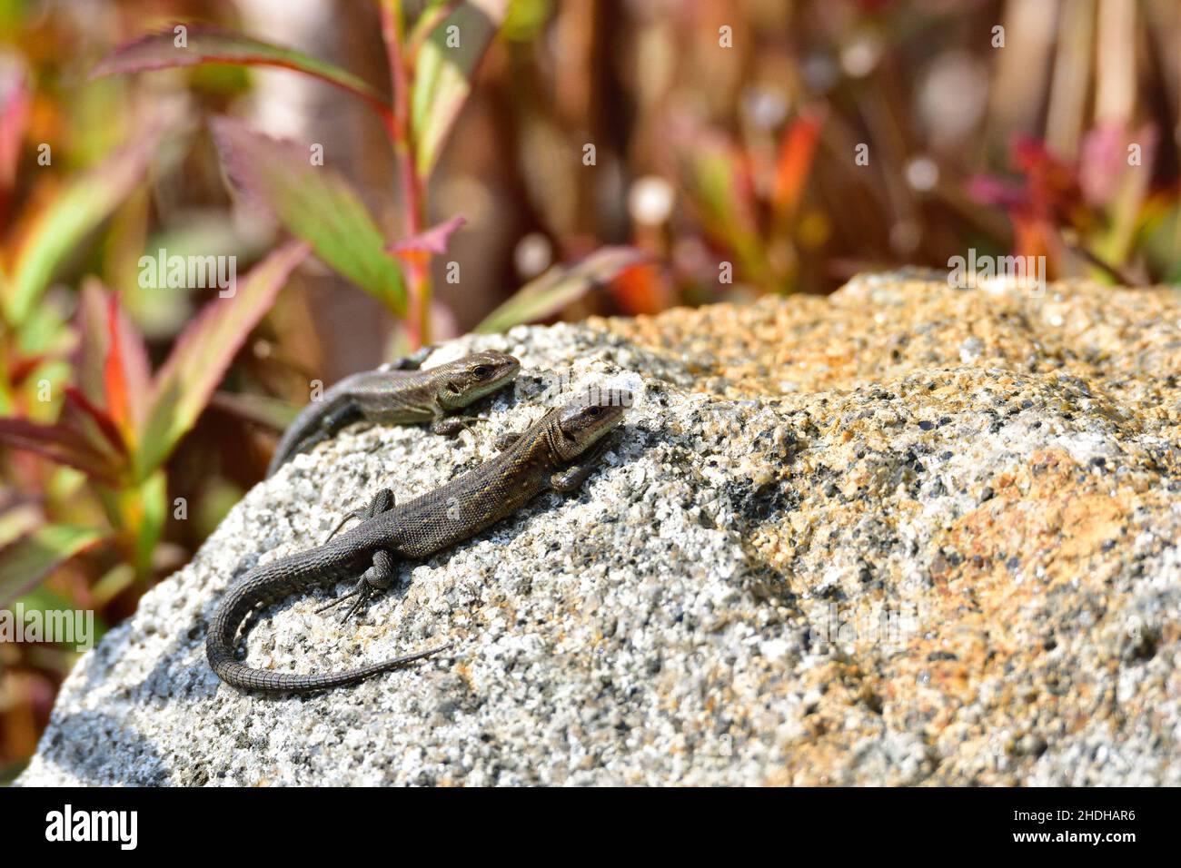 sand lizard, sand lizards Stock Photo - Alamy