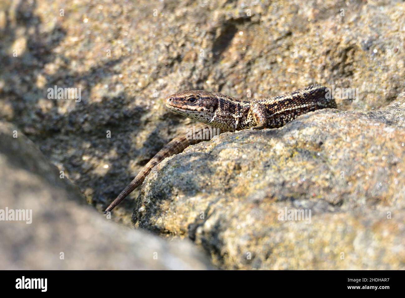 sand lizard, sand lizards Stock Photo - Alamy