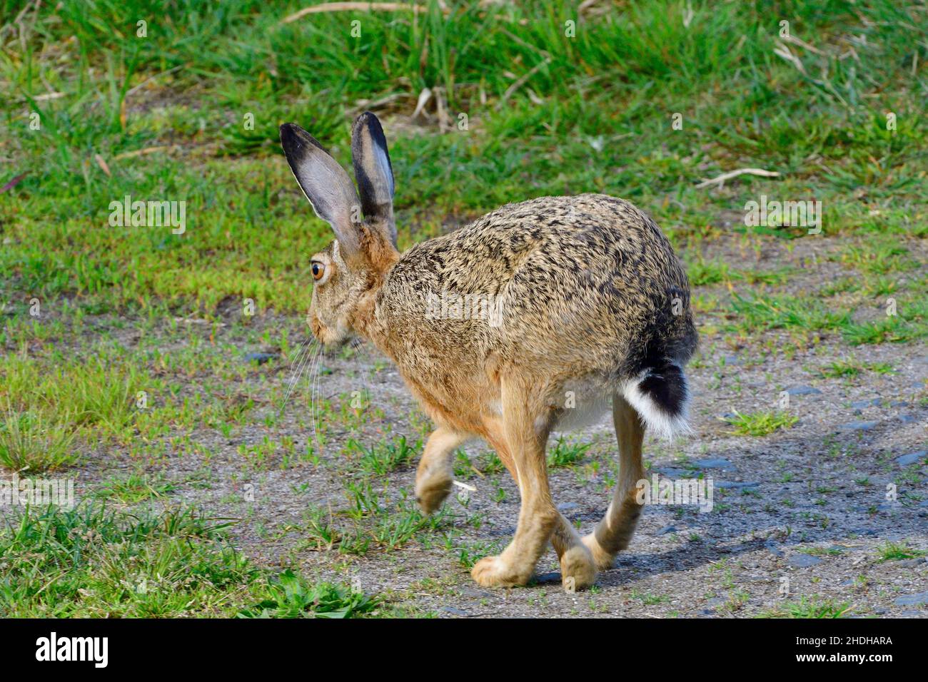 Escaping animals hi-res stock photography and images - Alamy