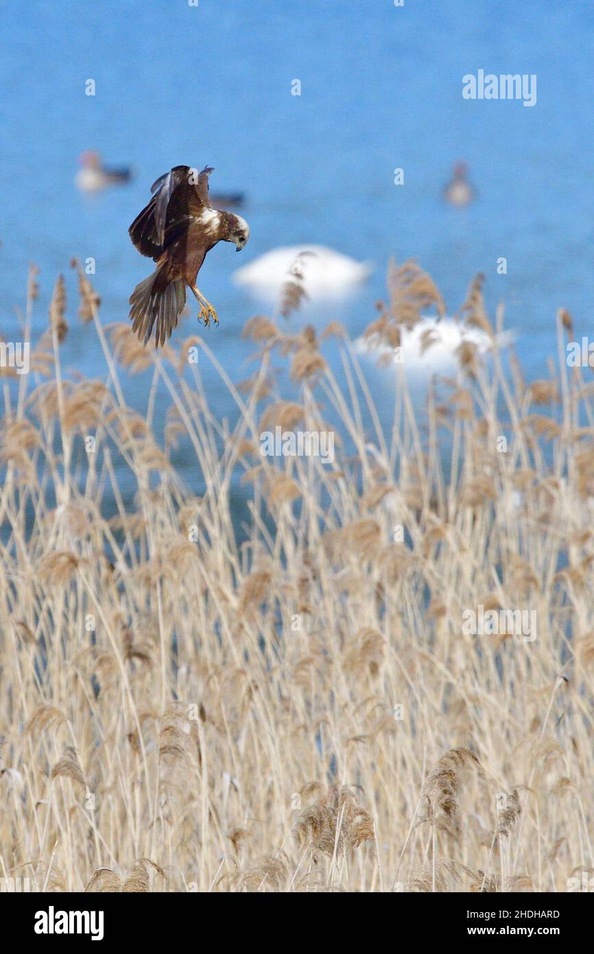 hunting, marsh harrier, hunt, marsh harriers Stock Photo - Alamy