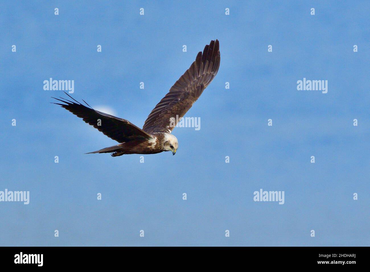 flying, marsh harrier, fly, to fly, marsh harriers Stock Photo - Alamy