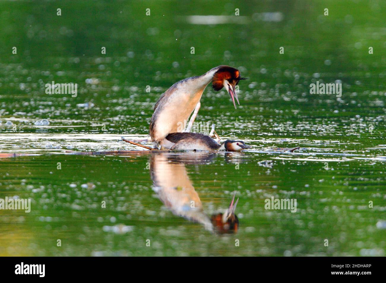 mating, great crested grebe, great crested grebes Stock Photo - Alamy