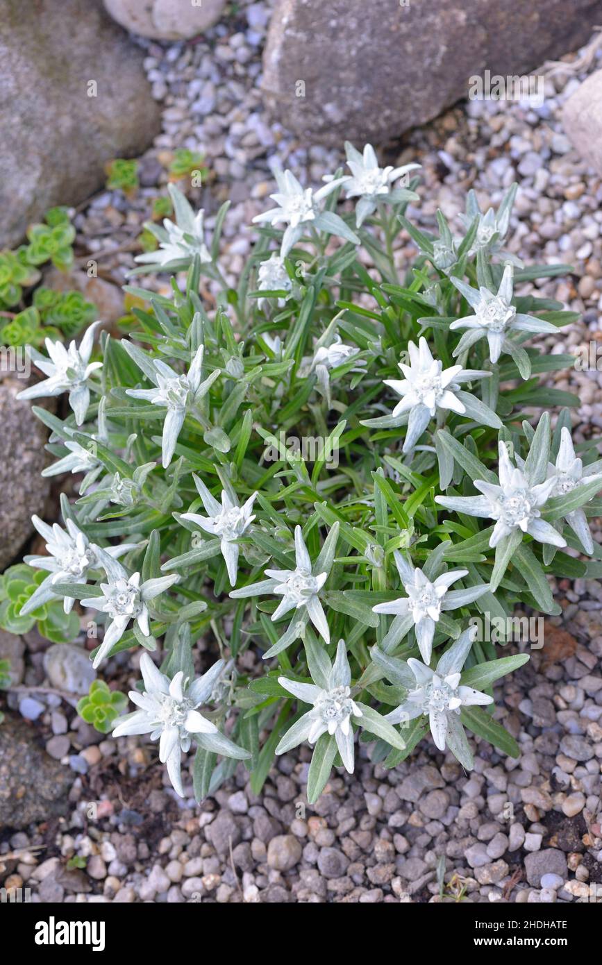 noble white flower, edelweiss Stock Photo - Alamy
