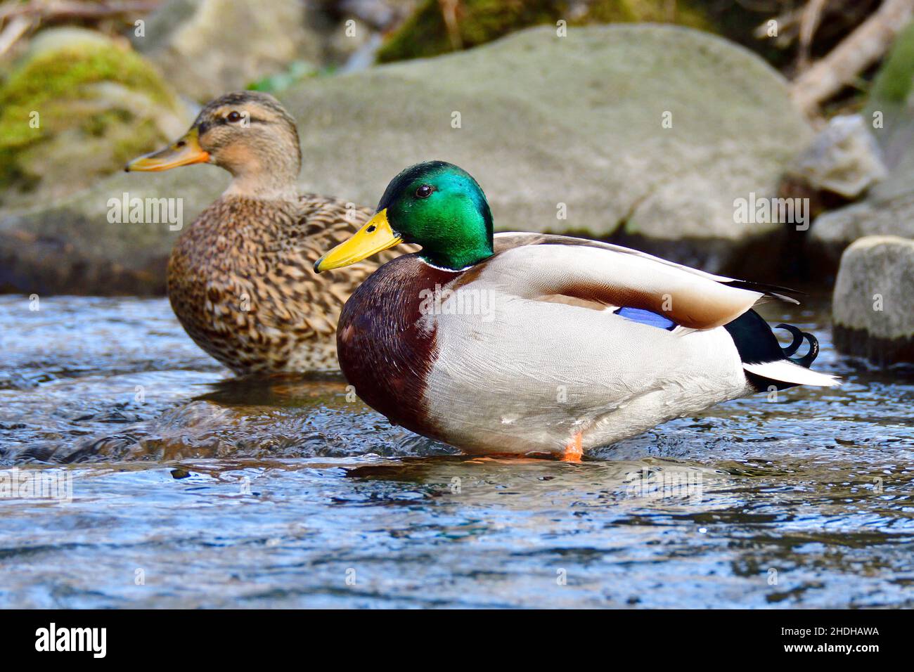 two animals, mallard duck, mallard ducks Stock Photo - Alamy