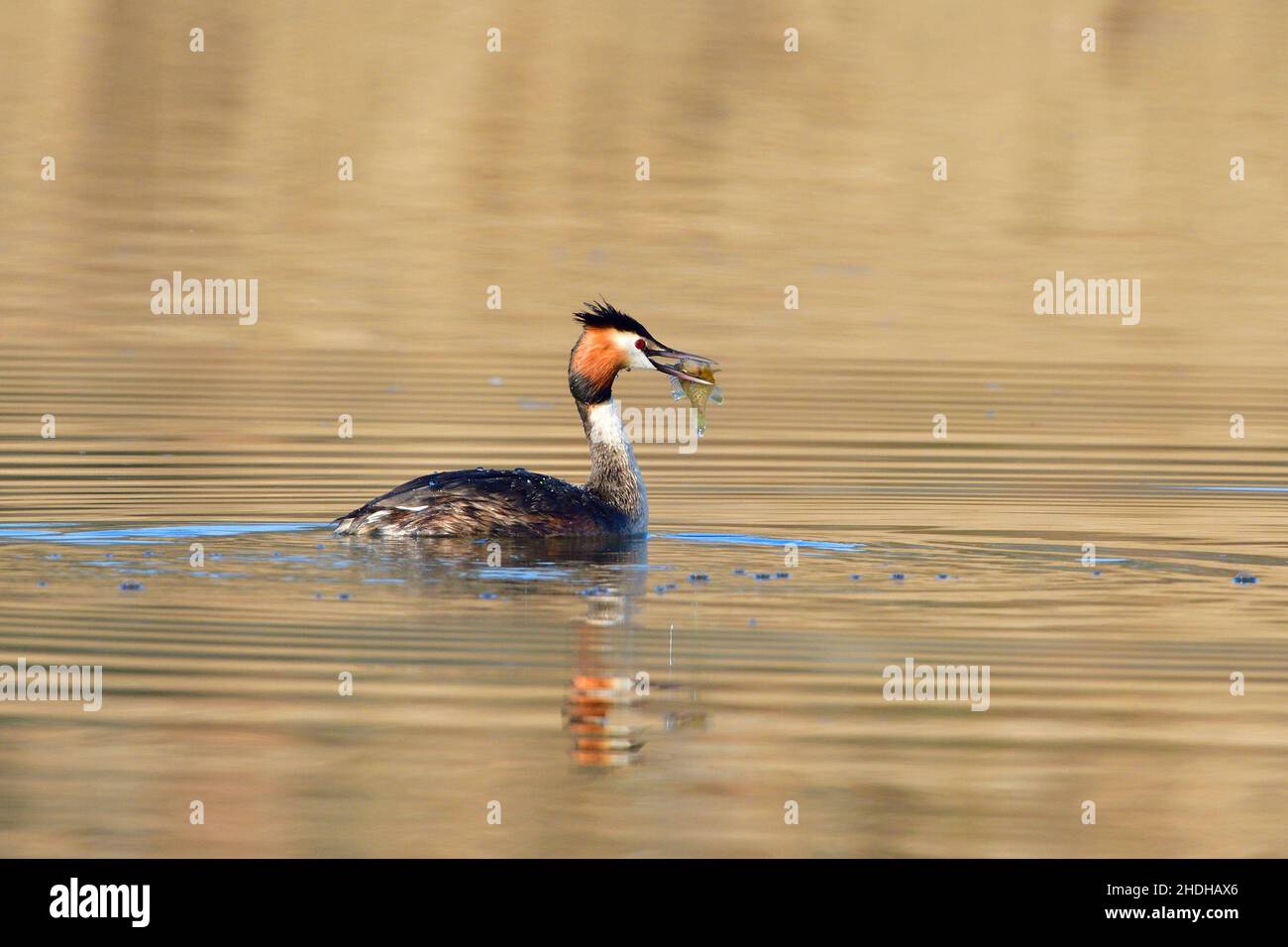 great crested grebe, great crested grebes Stock Photo - Alamy