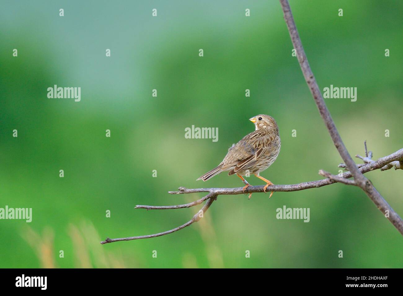 Bunting bird birds animal animals hi-res stock photography and images ...