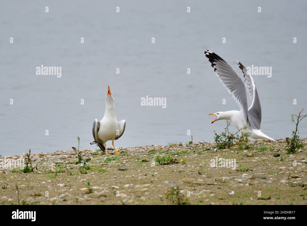 Mating seagulls hi-res stock photography and images - Alamy