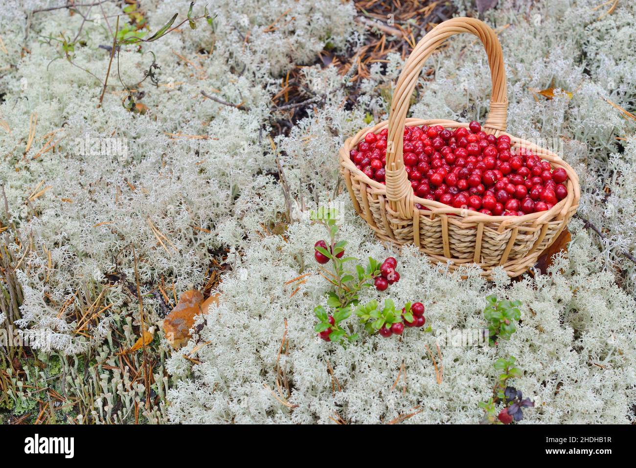 Baskets of cranberries hi-res stock photography and images - Alamy