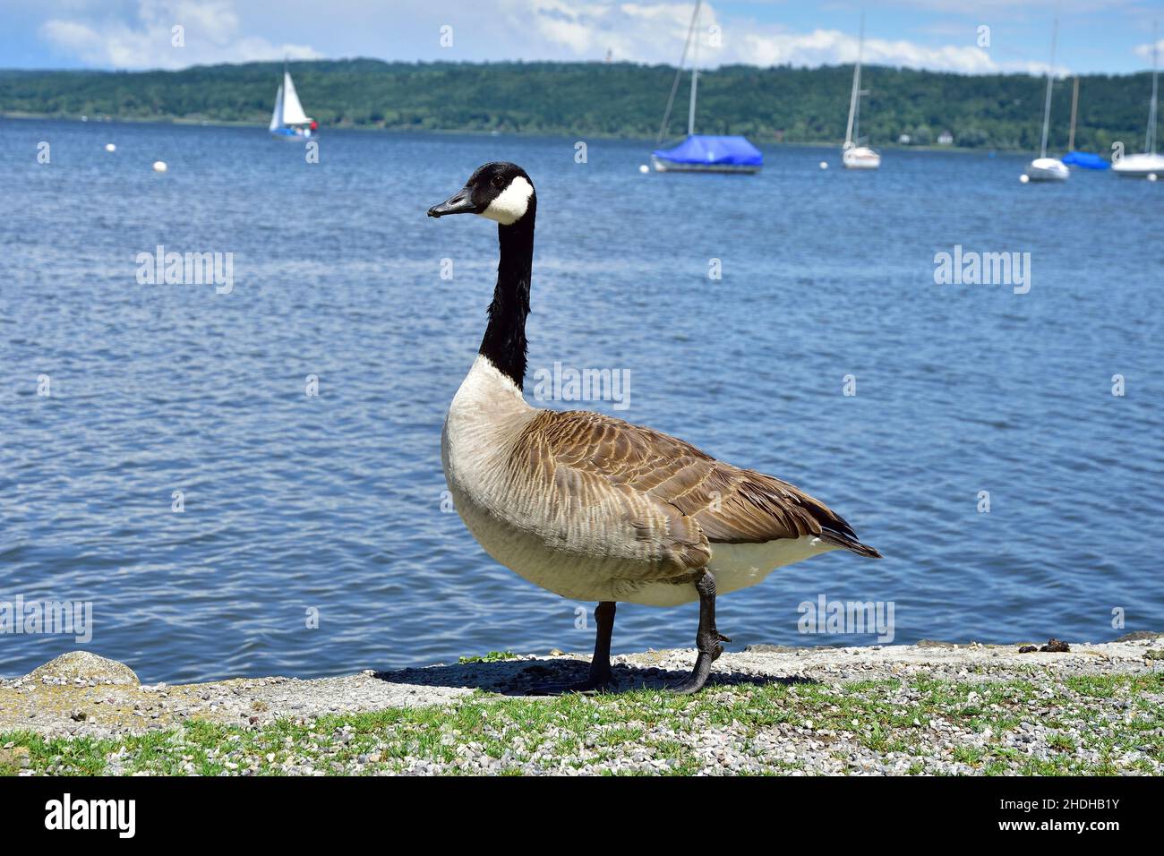 1 canada goose hi-res stock photography and images - Alamy