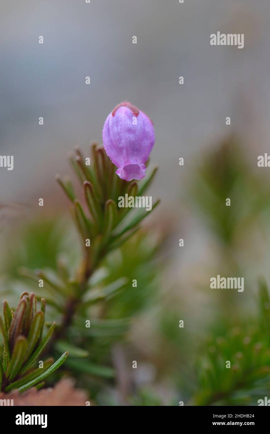 Alpine heath hi-res stock photography and images - Alamy