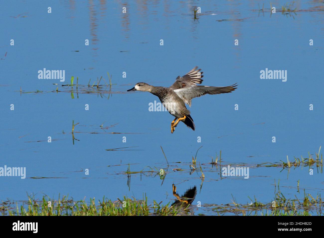 drake, gadwall, drakes Stock Photo - Alamy