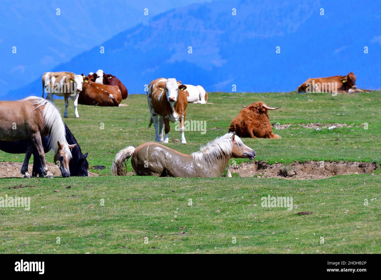 horse, mud, horses, muds Stock Photo - Alamy