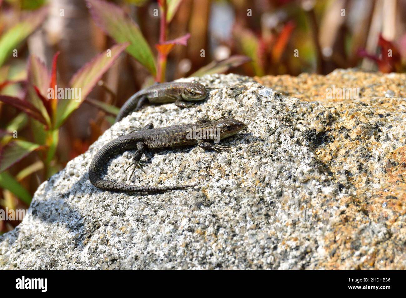 Two colors lizard hi-res stock photography and images - Alamy