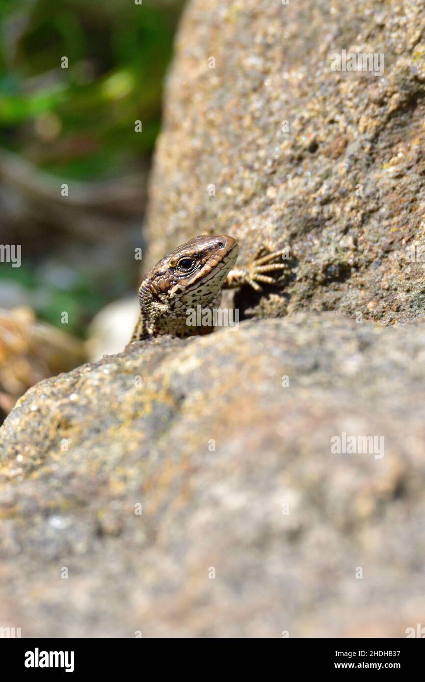 sand lizard, sand lizards Stock Photo - Alamy