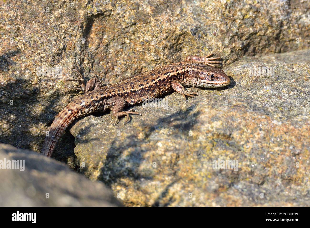 sunbathing, sand lizard, sun tanning, sunbaking, tanning, sand lizards ...