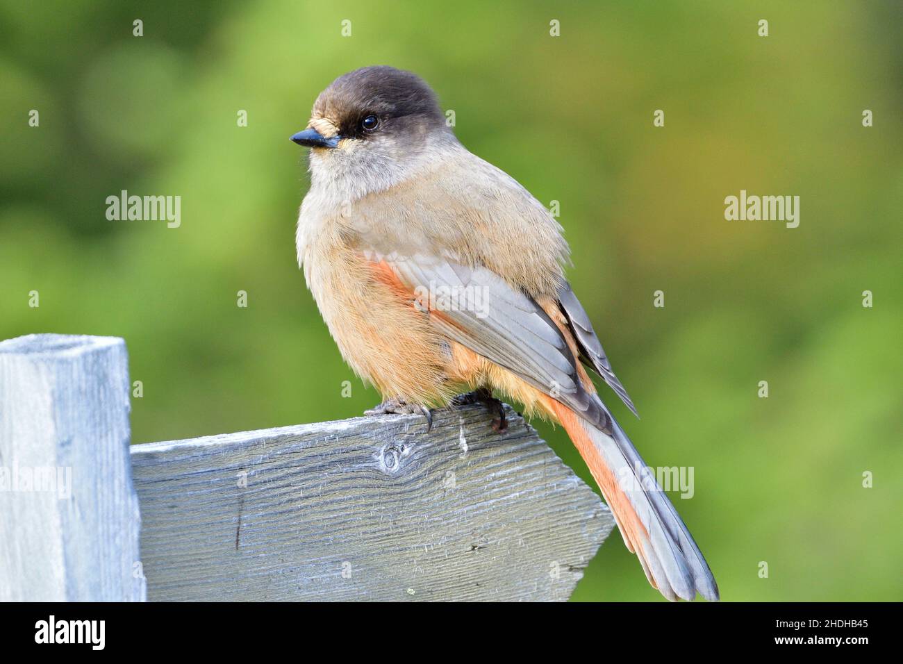 Unlucky raven hi-res stock photography and images - Alamy