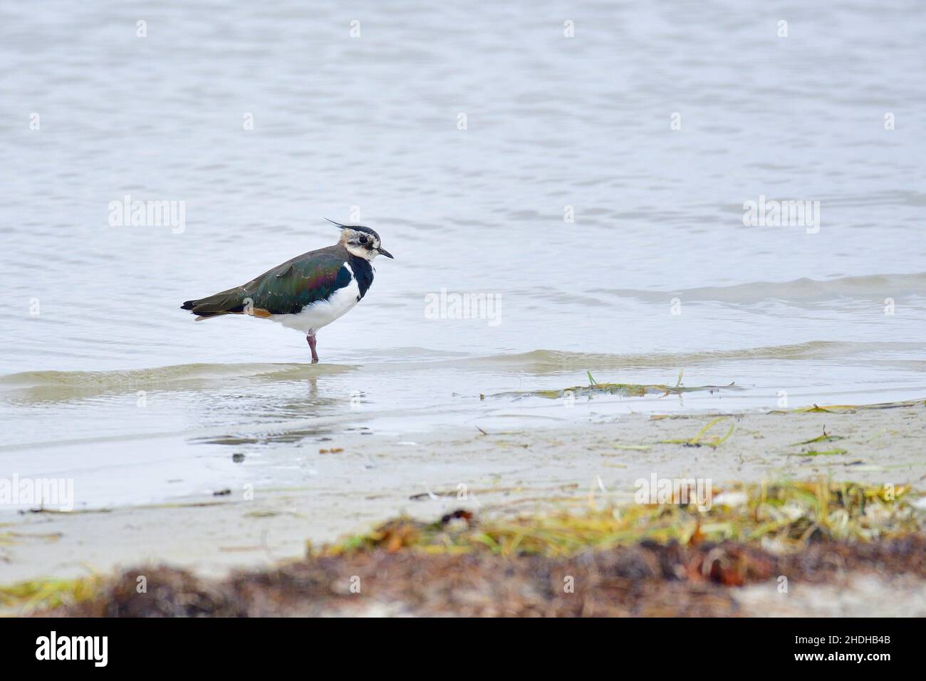lapwing, bird, birds Stock Photo - Alamy