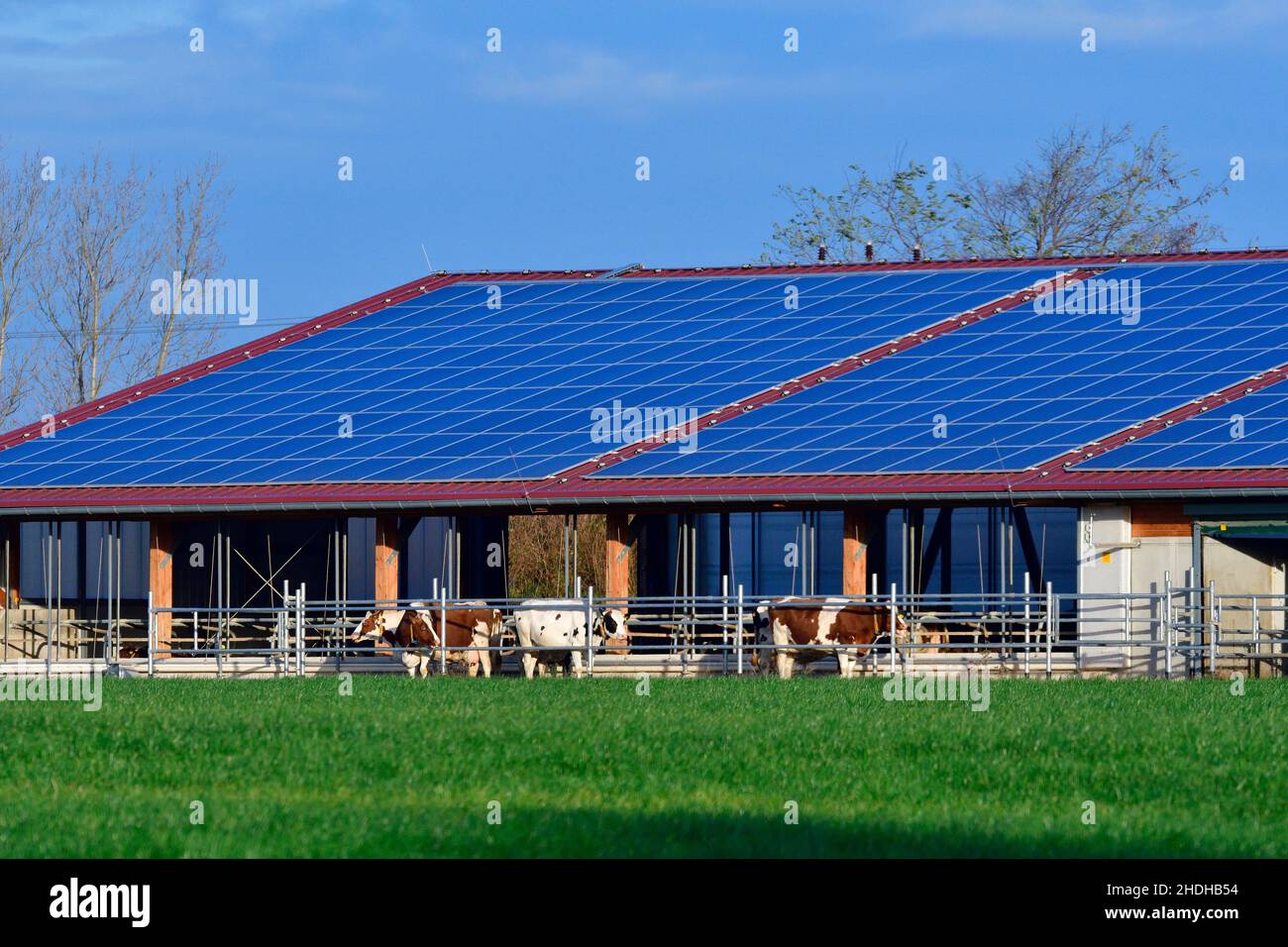 cattle breeding, solar roof, solar, solar energy, solar roofs Stock ...