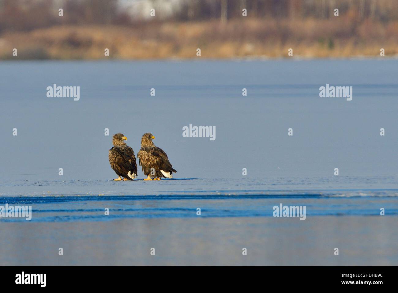two animals, white tailed eagle, white-tailed eagles Stock Photo - Alamy