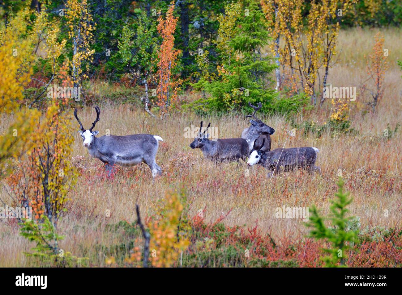 Hoofeds animals hi-res stock photography and images - Alamy