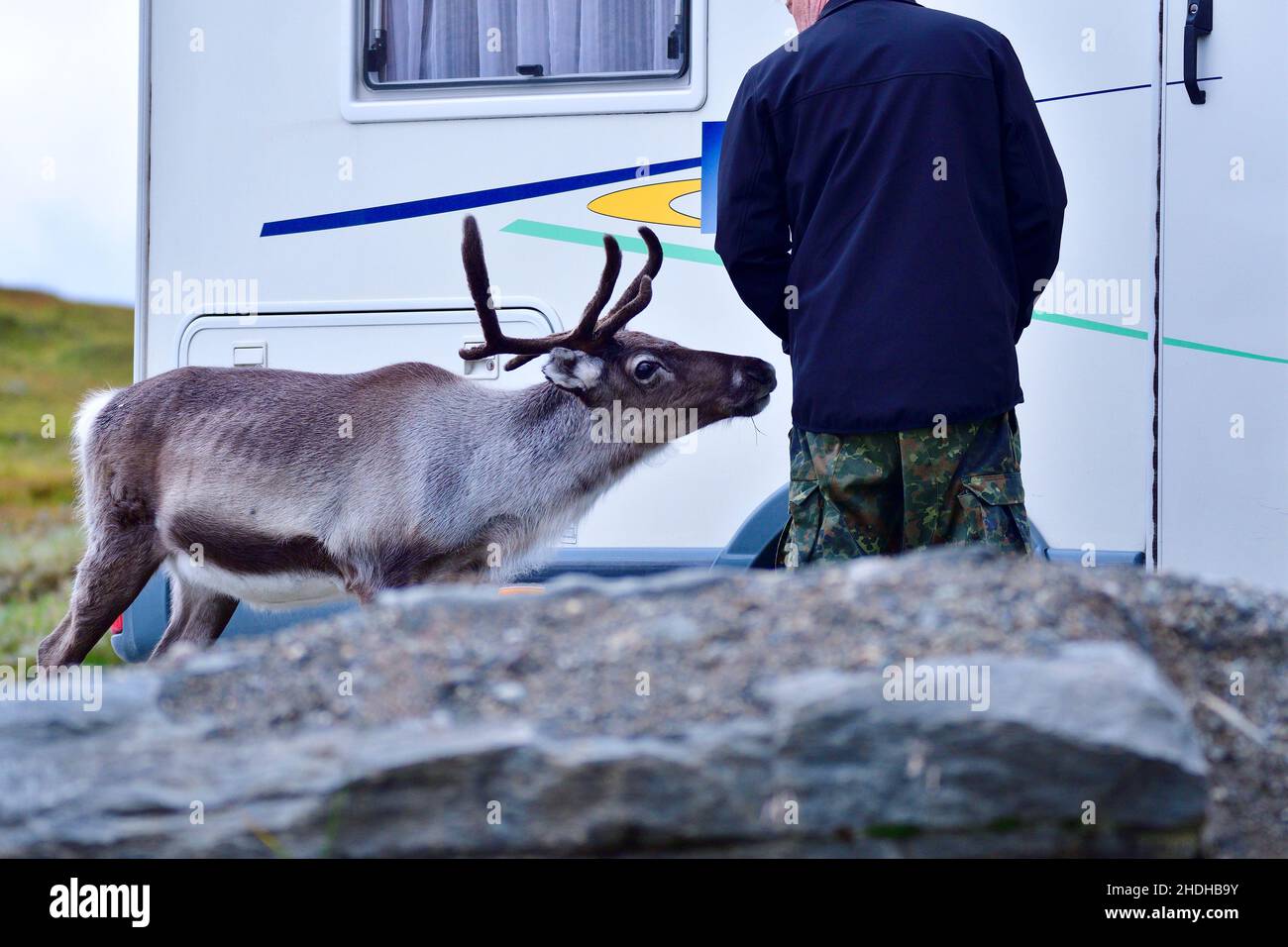 humans, contacting, reindeer, human, reindeers Stock Photo - Alamy