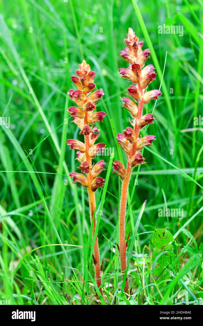 Orobanche plant hi-res stock photography and images - Alamy