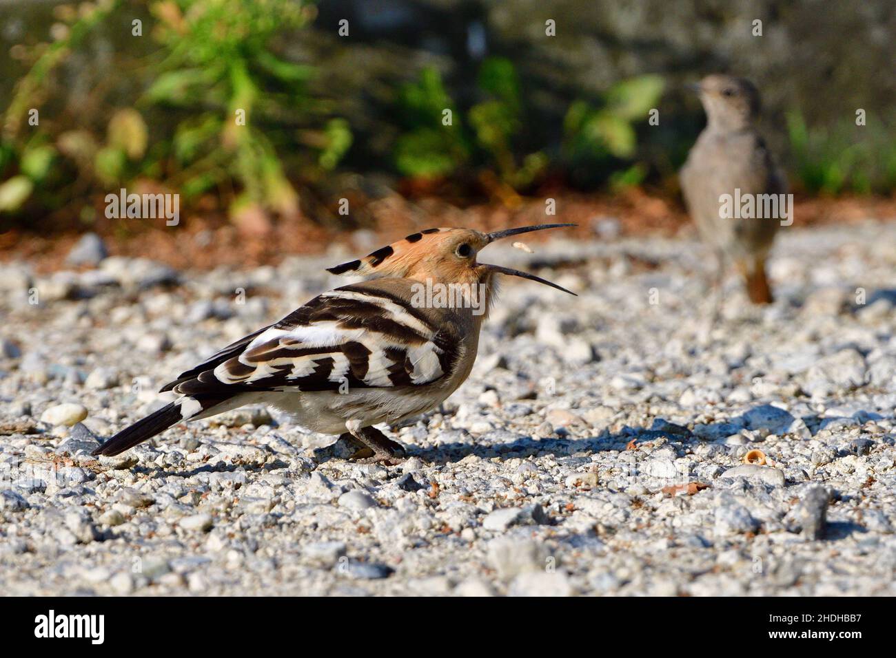 Two hoopoes hi-res stock photography and images - Alamy
