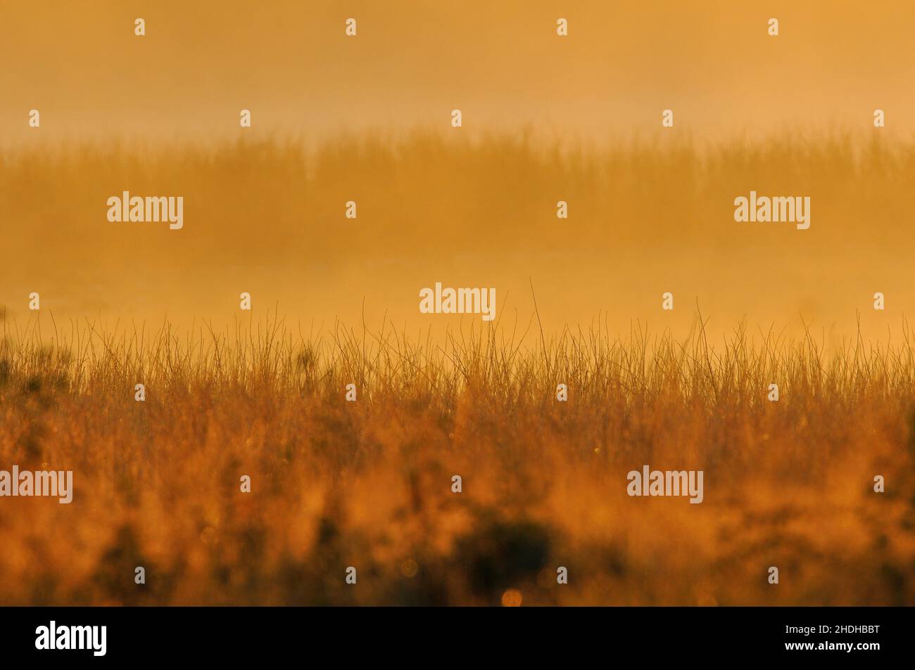 backgrounds, nature, dawn twilight, grass, morning fog, background ...
