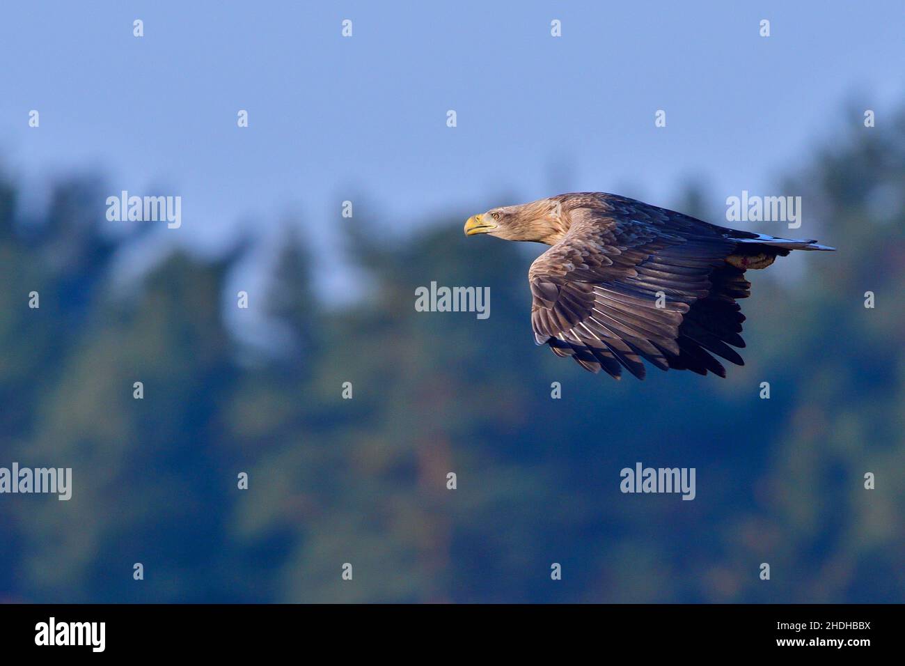 raptor, white tailed eagle, raptors, white-tailed eagles Stock Photo ...