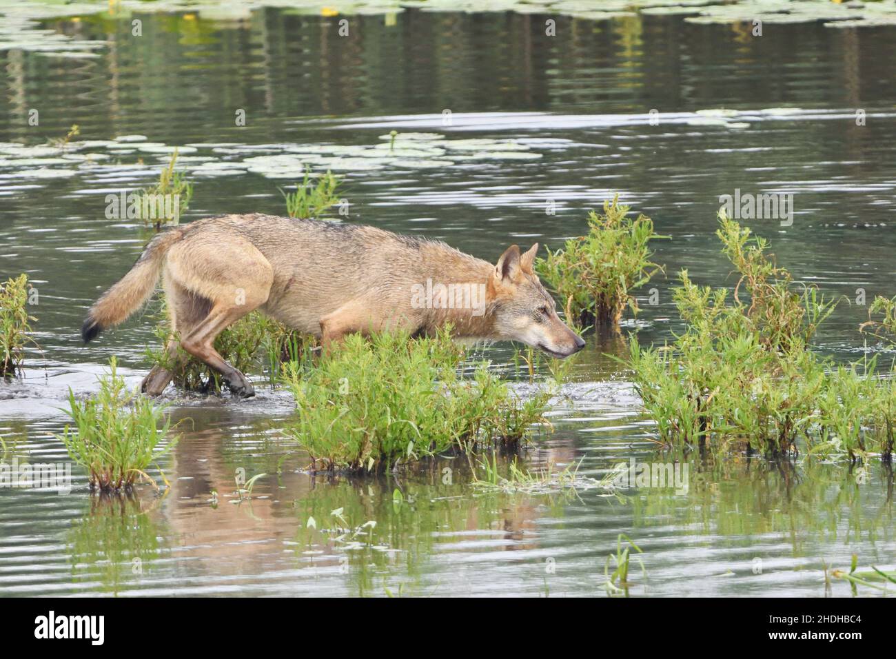 Wolf sneak hi-res stock photography and images - Alamy