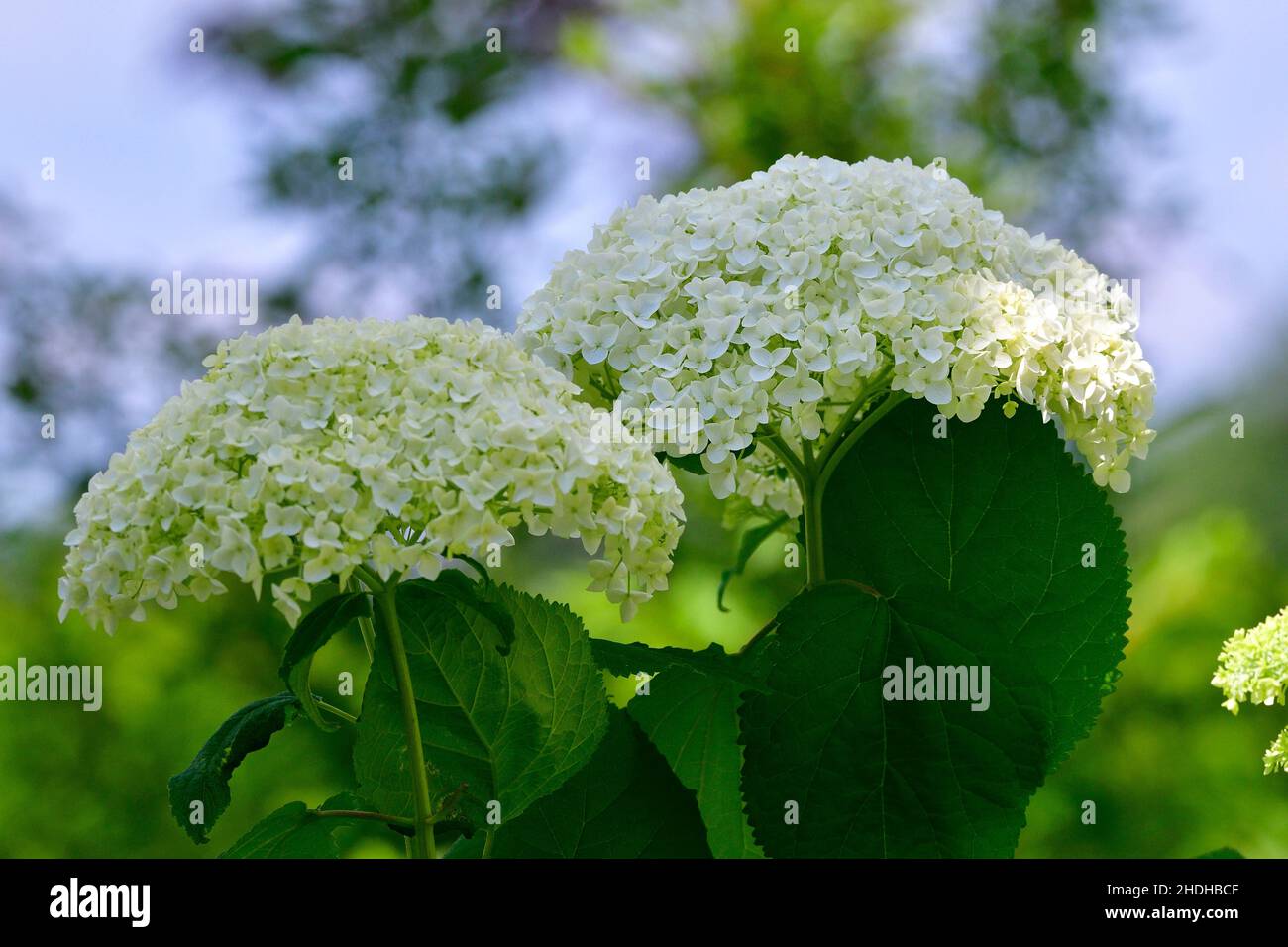 Hydrangea arborescens Annabelle, smooth hydrangea Stock Photo - Alamy Hydrangea arborescens Annabelle, smooth hydrangea Stock Photo - Alamy