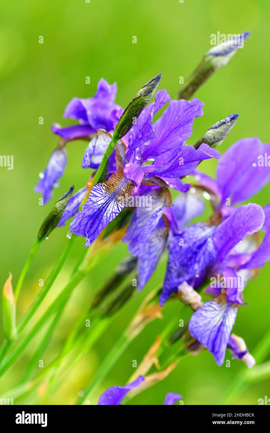 Iris and water lilies hi-res stock photography and images - Alamy