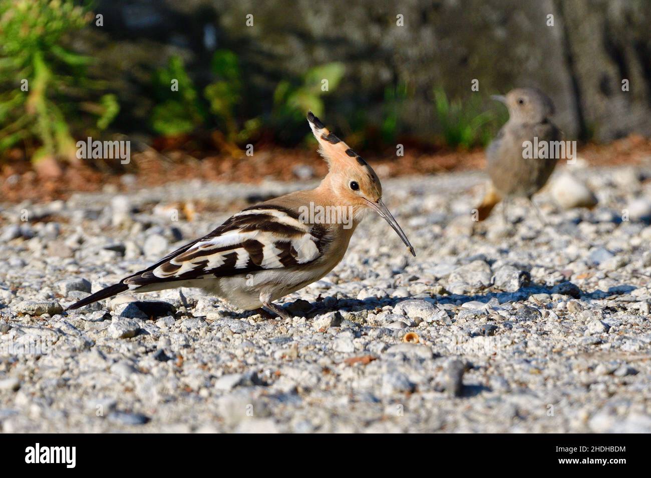 Two hoopoes hi-res stock photography and images - Alamy