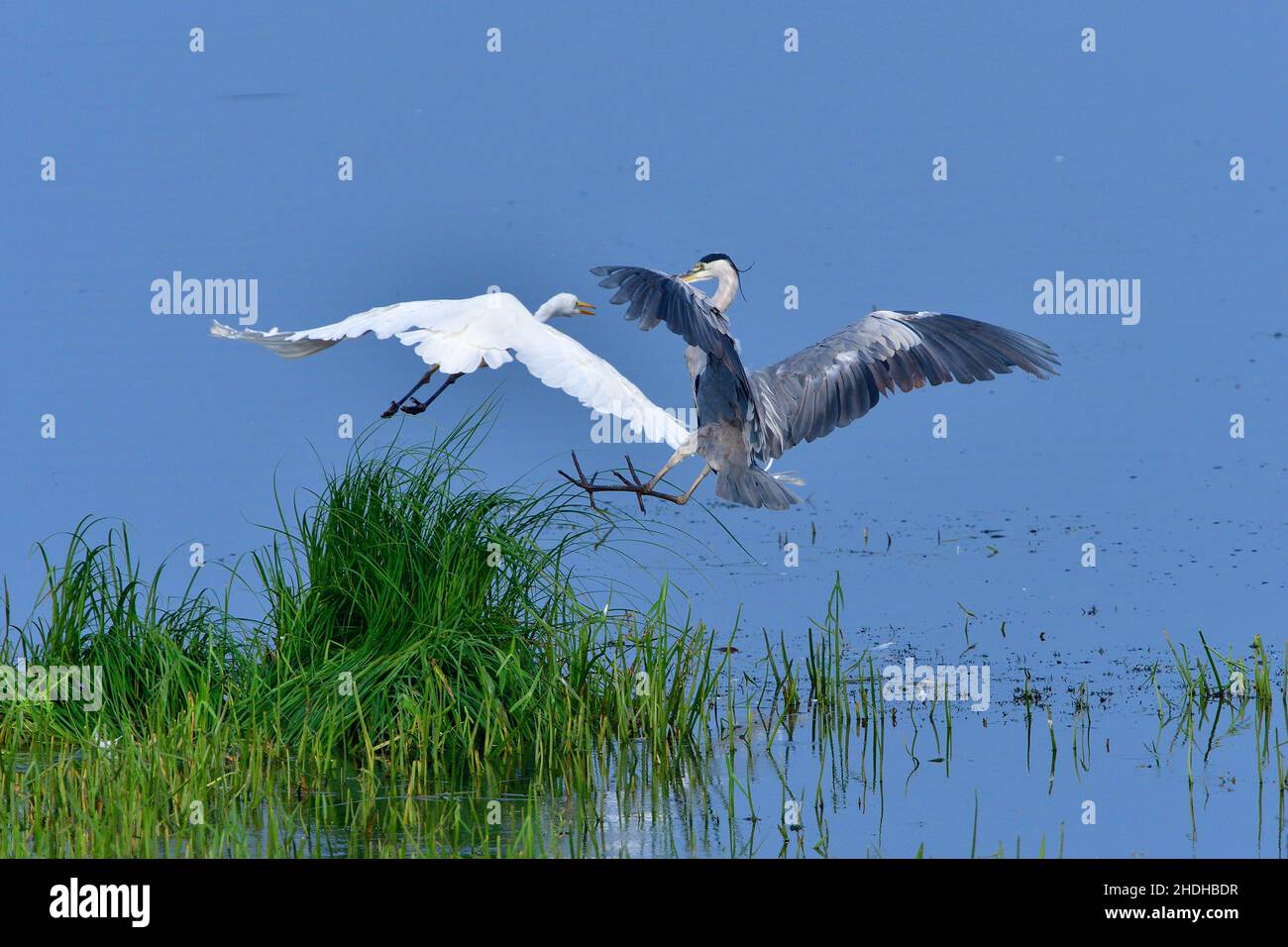 gray heron, egret, gray herons, egrets Stock Photo - Alamy
