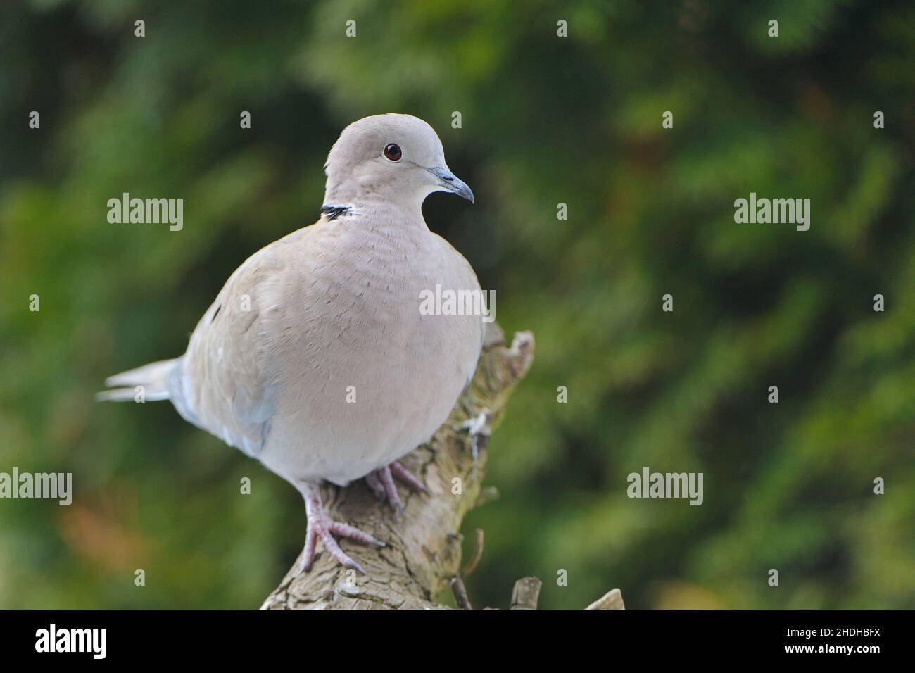 dove, turks deaf, doves Stock Photo - Alamy