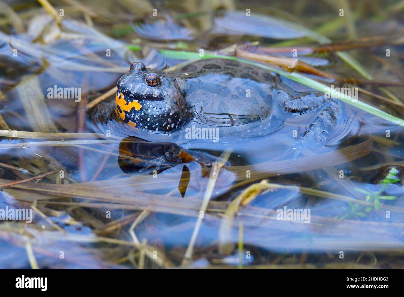 fire bellied toad, European fire-bellied toad, fire bellied toads Stock ...