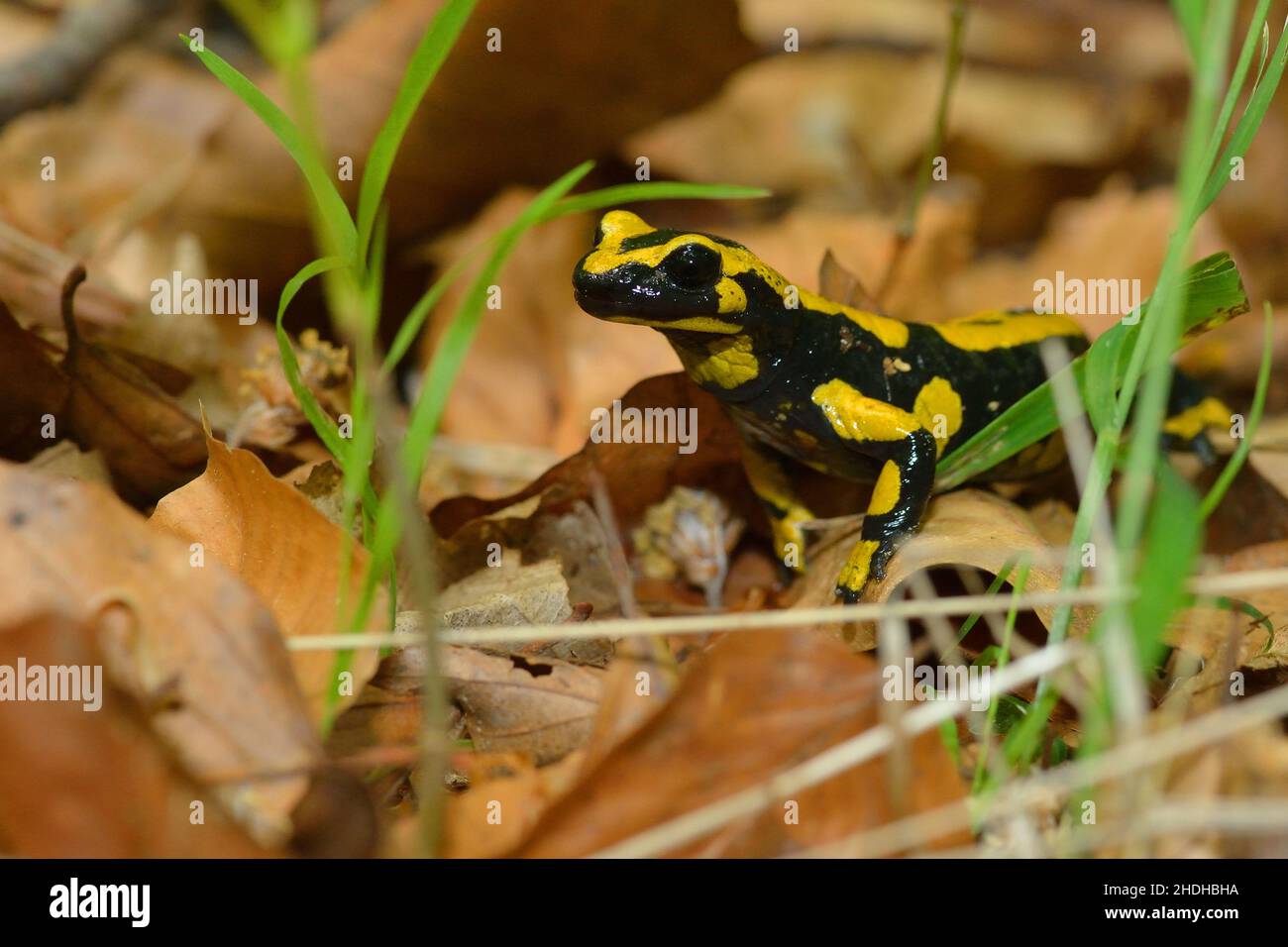 fire salamander, fire salamanders Stock Photo - Alamy