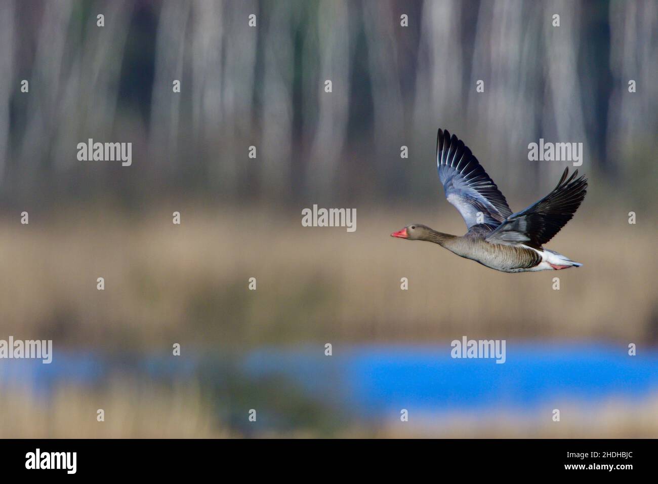 flying, greylag goose, fly, to fly, greylag gooses Stock Photo - Alamy