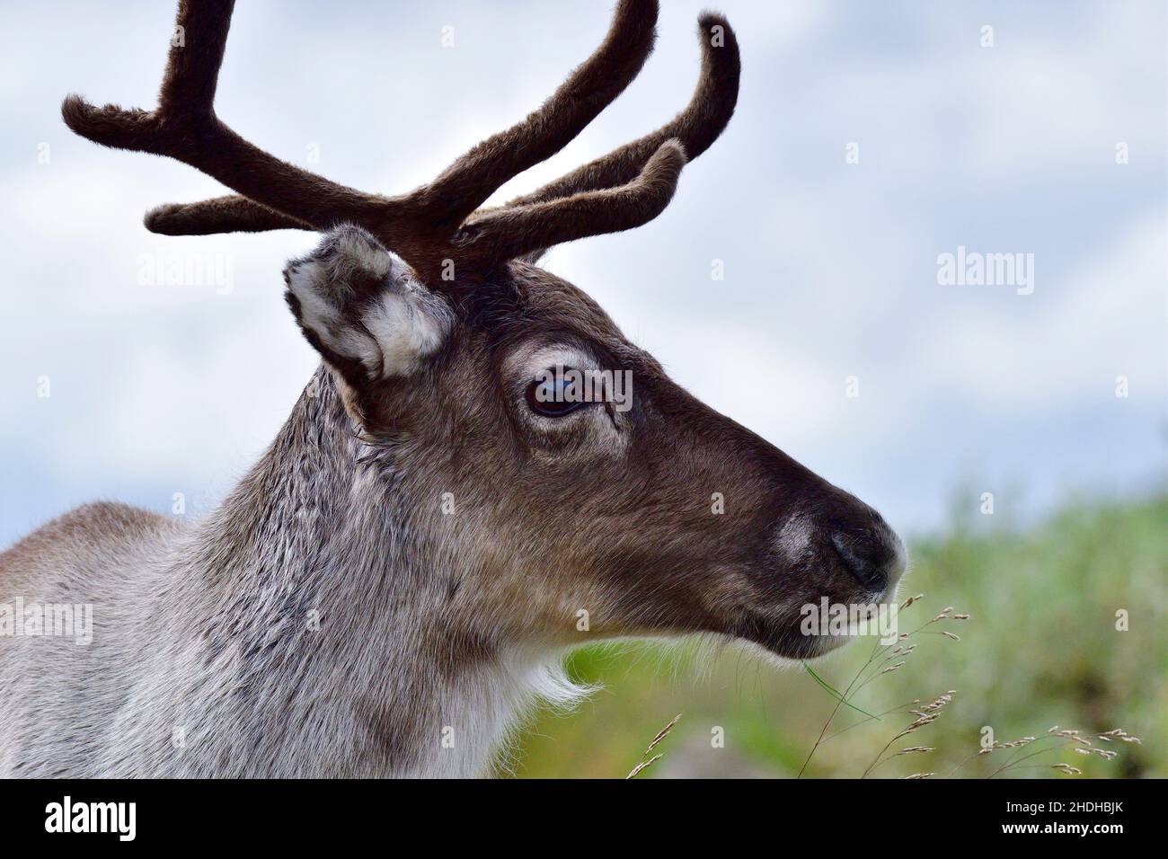 Side view roe deer head hi-res stock photography and images - Alamy